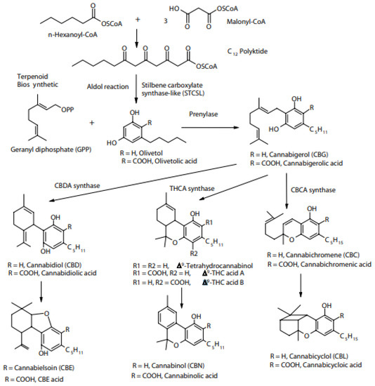 Research Progress on Cannabinoids in Cannabis (Cannabis sativa L.) in China