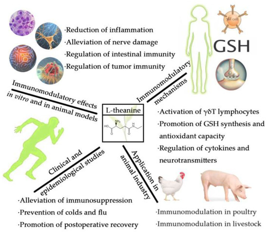 Molecules | Free Full-Text | L-Theanine and Immunity: A Review