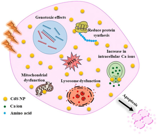 Cadmium Sulfide Nanoparticles: Preparation, Characterization, and ...