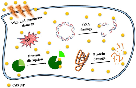 Cadmium Sulfide Nanoparticles: Preparation, Characterization, and ...