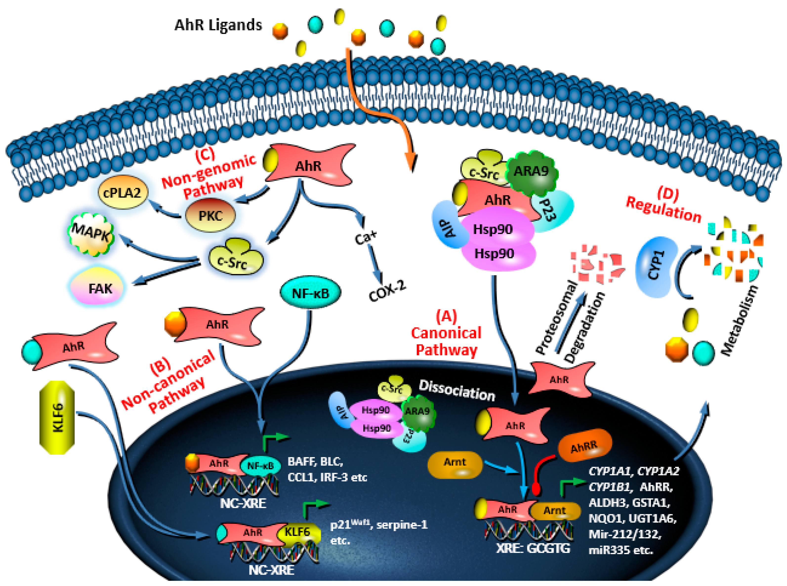 Aryl Hydrocarbon Receptor as an Anticancer Target: An Overview of Ten ...