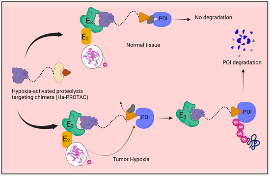 PROTACs: Emerging Targeted Protein Degradation Approaches for Advanced ...