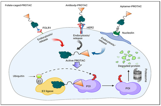 PROTACs: Emerging Targeted Protein Degradation Approaches for Advanced ...