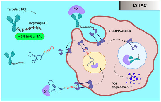 PROTACs: Emerging Targeted Protein Degradation Approaches for Advanced Druggable Strategies