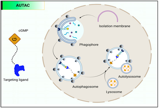 PROTACs: Emerging Targeted Protein Degradation Approaches for Advanced ...