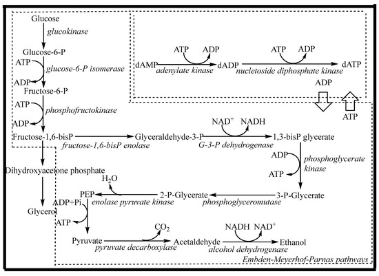 Improved Synthesis of Deoxyadenosine Triphosphate by Saccharomyces ...