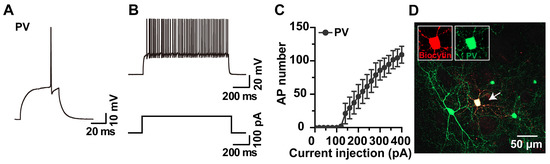 Biocytin-Labeling in Whole-Cell Recording: Electrophysiological and ...