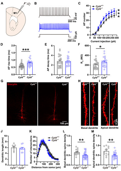 Biocytin-Labeling in Whole-Cell Recording: Electrophysiological and ...