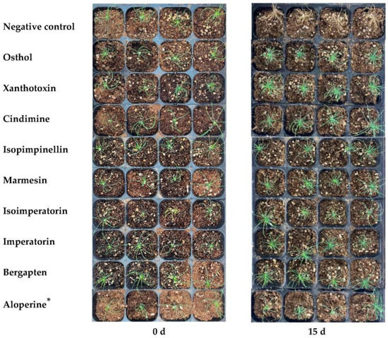 Nematicidal Coumarins from Cnidium monnieri Fruits and Angelica ...