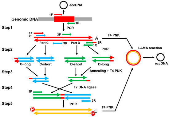 A Quick Method to Synthesize Extrachromosomal Circular DNA In Vitro