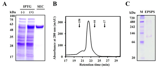 Molecules | Free Full-Text | Potent Antifungal Functions of a Living ...