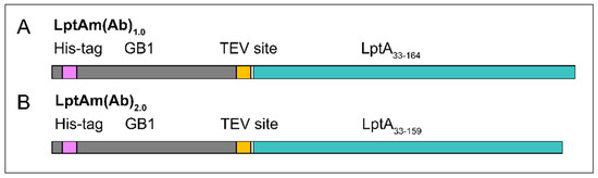 Early Molecular Insights into Thanatin Analogues Binding to A ...