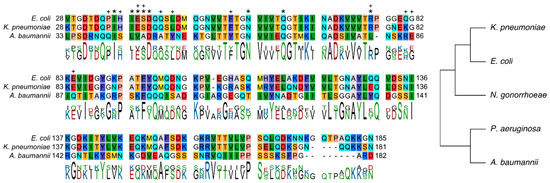 Early Molecular Insights into Thanatin Analogues Binding to A ...