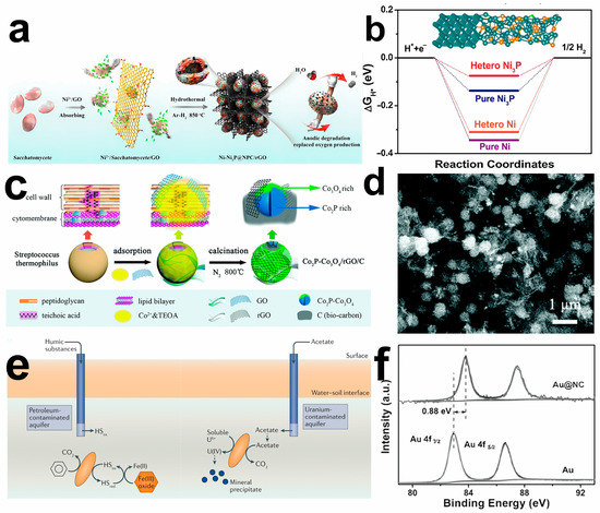 Electroactive Microorganisms in Advanced Energy Technologies