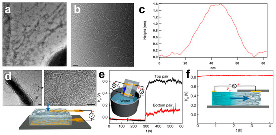 Electroactive Microorganisms in Advanced Energy Technologies
