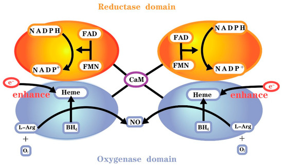 Nitric Oxide Synthases in Rheumatoid Arthritis