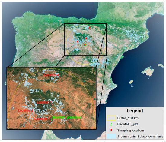 Yield, Chemical Composition and Bioactivity of Essential Oils from ...