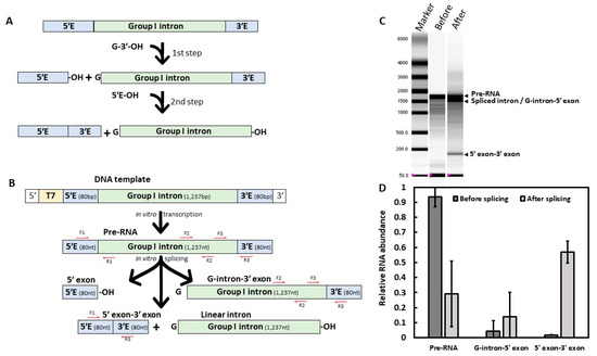 Group I Intron as a Potential Target for Antifungal Compounds: Development of a Trans-Splicing ...