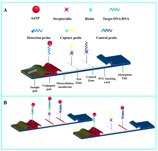 Comparison of DNA–Gold Nanoparticle Conjugation Methods: Application in ...