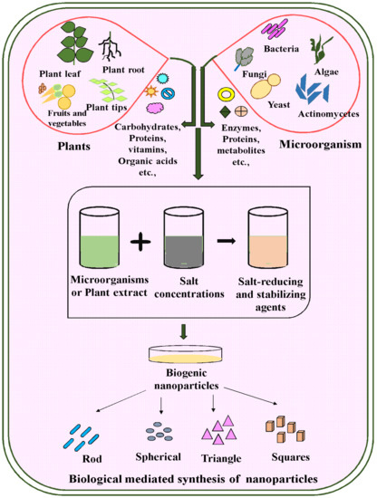 Biosynthesis of Nanoparticles from Various Biological Sources and Its ...