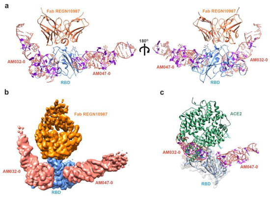 Structure-Guided Development of Bivalent Aptamers Blocking SARS-CoV-2 ...