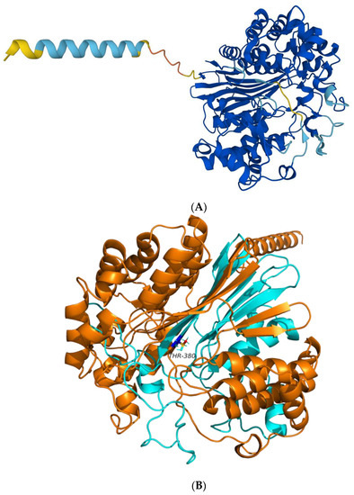 New Insight into the Substrate Selectivity of Bovine Milk γ-glutamyl ...