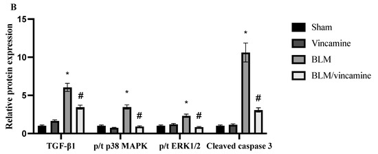 Vincamine Ameliorates Epithelial-Mesenchymal Transition in Bleomycin ...