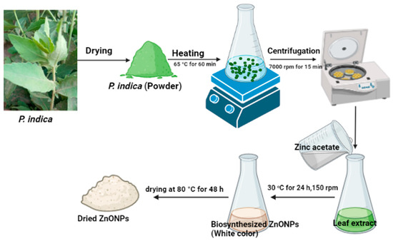 Green Biosynthesis of Zinc Oxide Nanoparticles Using Pluchea indica Leaf Extract: Antimicrobial ...