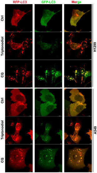 Triptonodiol, a Diterpenoid Extracted from Tripterygium wilfordii ...