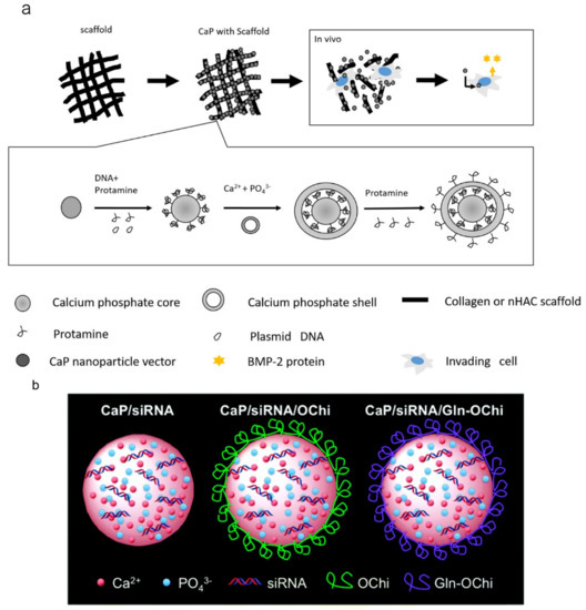 Calcium Phosphate-Based Nanomaterials: Preparation, Multifunction, and Application for Bone ...