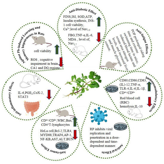 Extraction, Purification, Structural Characteristics, Biological ...