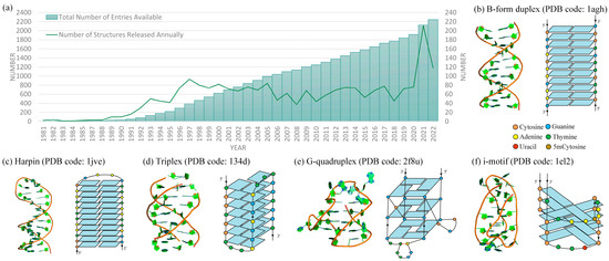 Computational Modeling of DNA 3D Structures: From Dynamics and ...
