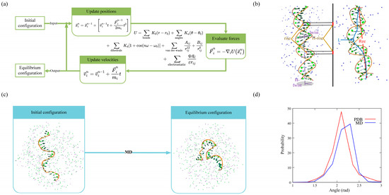 Computational Modeling of DNA 3D Structures: From Dynamics and ...