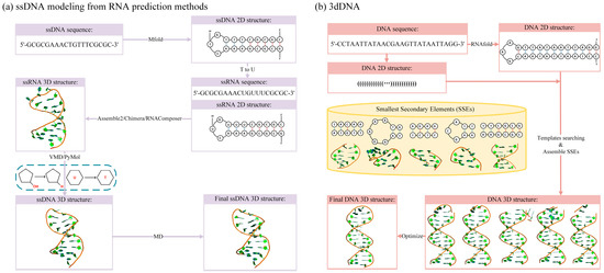 Computational Modeling of DNA 3D Structures: From Dynamics and ...