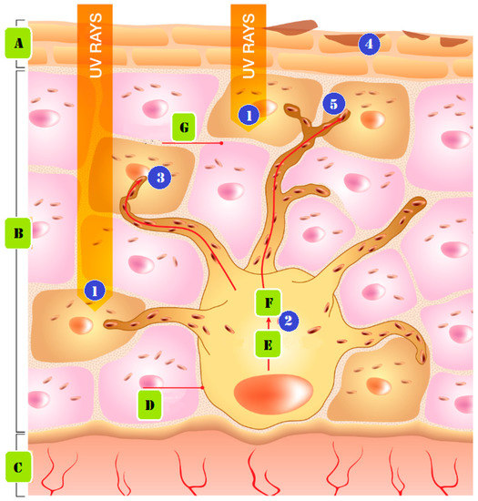 Skin Pigmentation Types, Causes and Treatment—A Review