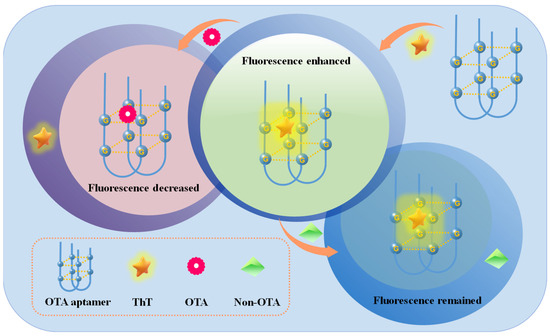Molecular Docking Insight into the Label-Free Fluorescence Aptasensor for Ochratoxin A Detection