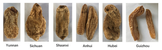Differences in Volatile Organic Compounds in Rhizoma gastrodiae (Tian ...