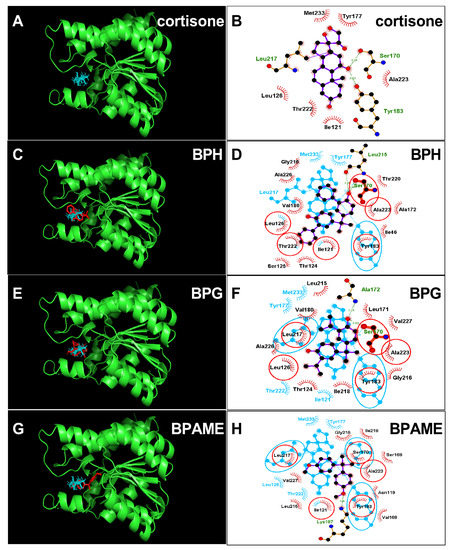 Bisphenol A Analogues Inhibit Human and Rat 11β-Hydroxysteroid ...