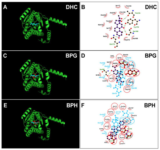 Bisphenol A Analogues Inhibit Human and Rat 11β-Hydroxysteroid ...