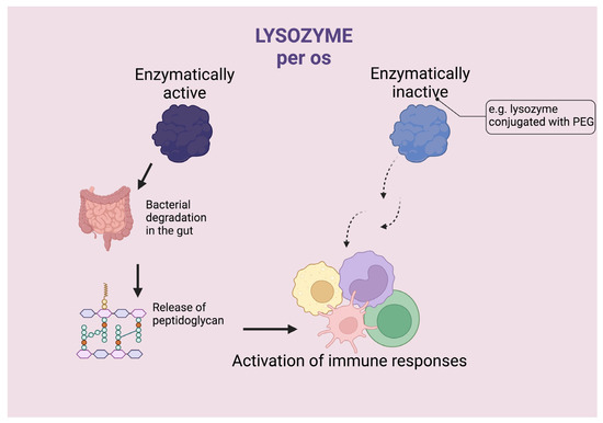 Pharmacological Modulation of Host Immunity with Hen Egg White Lysozyme (HEWL)—A Review
