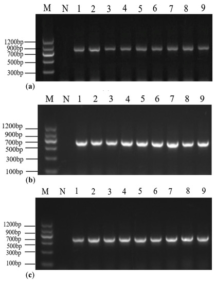 Species Identification of Caviar Based on Multiple DNA Barcoding