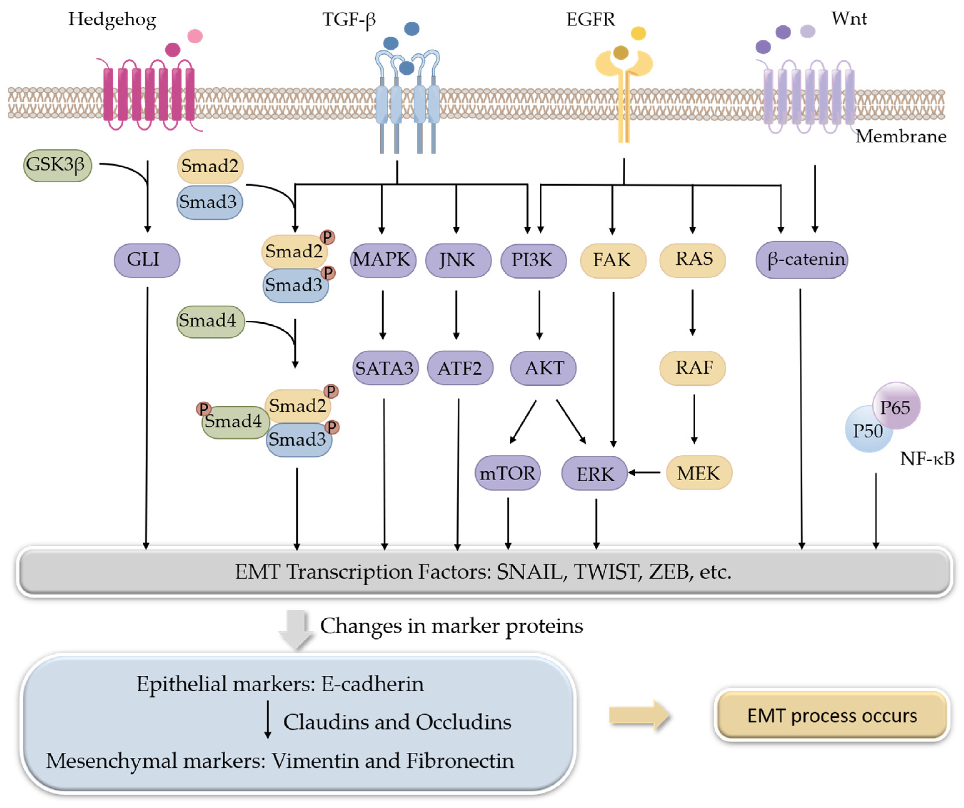 Molecules Free Full Text Anti Cancer Potential Of Phytochemicals