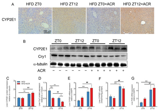 Chronotoxicity of Acrylamide in Mice Fed a High-Fat Diet: The ...