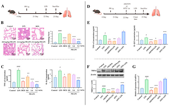 Platycodonis Radix Alleviates LPS-Induced Lung Inflammation through ...