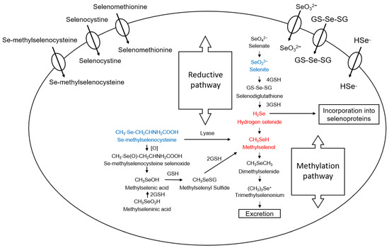 Nontoxic Levels of Se-Containing Compounds Increase Survival by ...