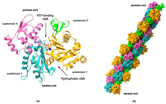 Actin-Interacting Amphidinolides: Syntheses and Mechanisms of Action of ...