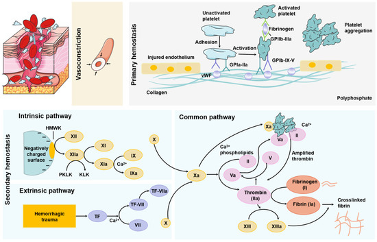 Hemostasis Strategies and Recent Advances in Nanomaterials for Hemostasis