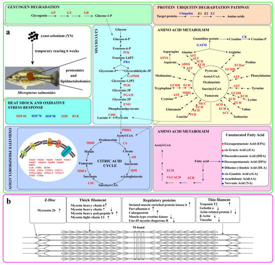 Metabolomics and Proteomics Responses of Largemouth Bass (Micropterus ...