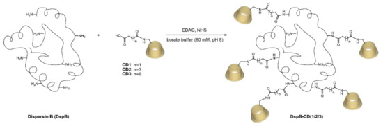 Modification of Dispersin B with Cyclodextrin-Ciprofloxacin Derivatives ...