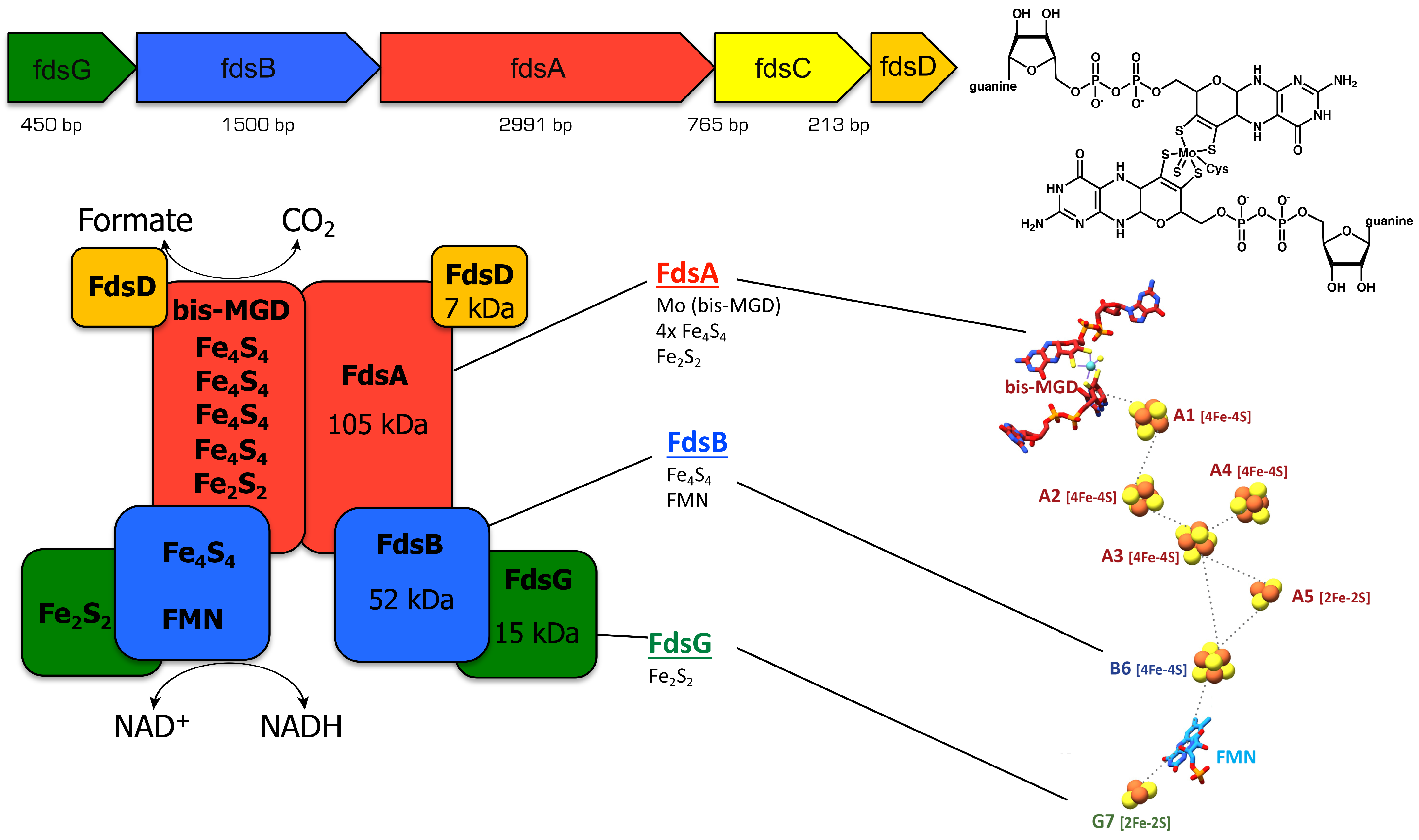 Metal-Containing Formate Dehydrogenases, a Personal View